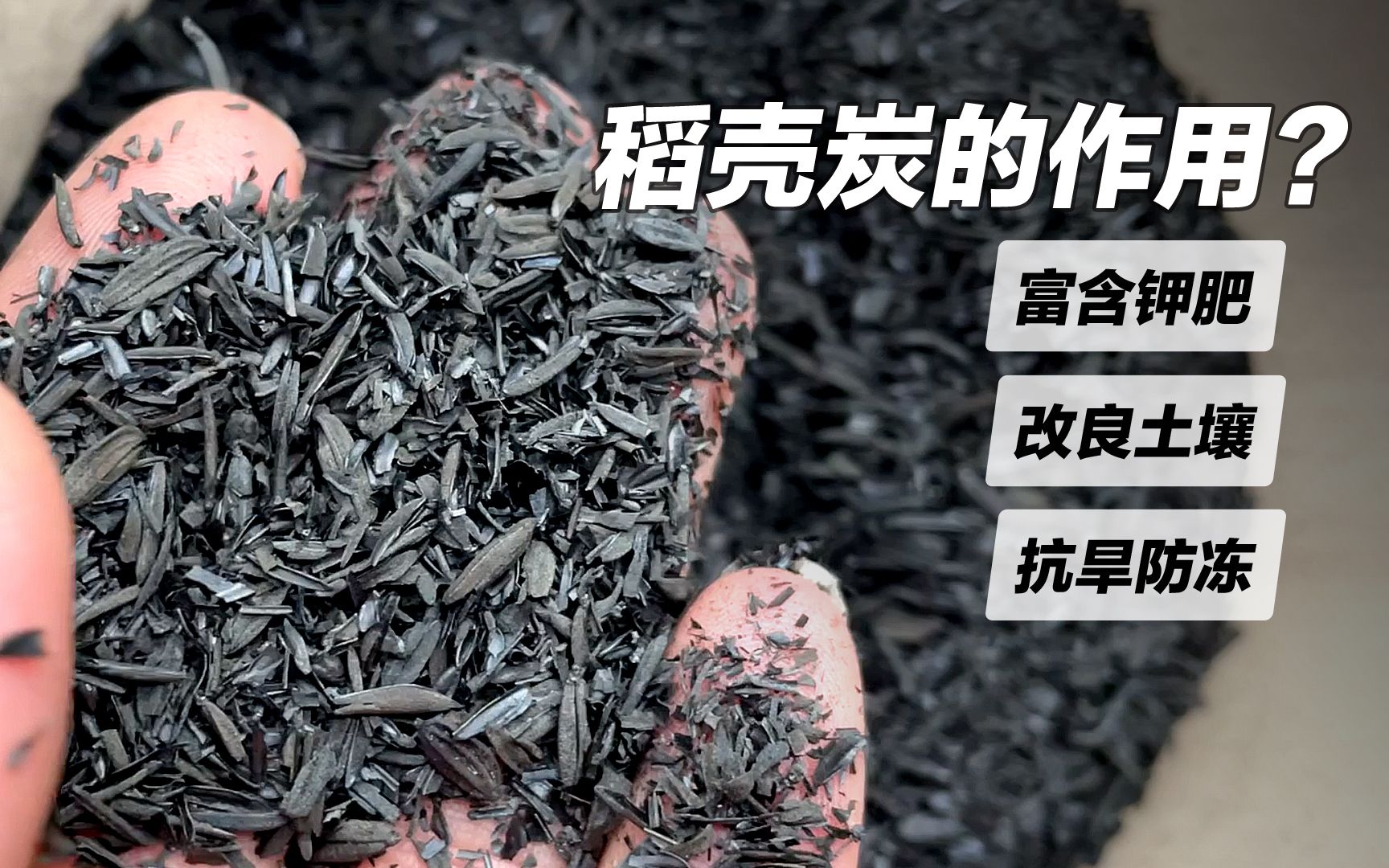 稻壳炭对植物的作用是什么?
