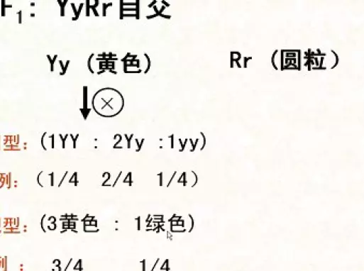 (汉水丑生一轮复习)自由组合定律