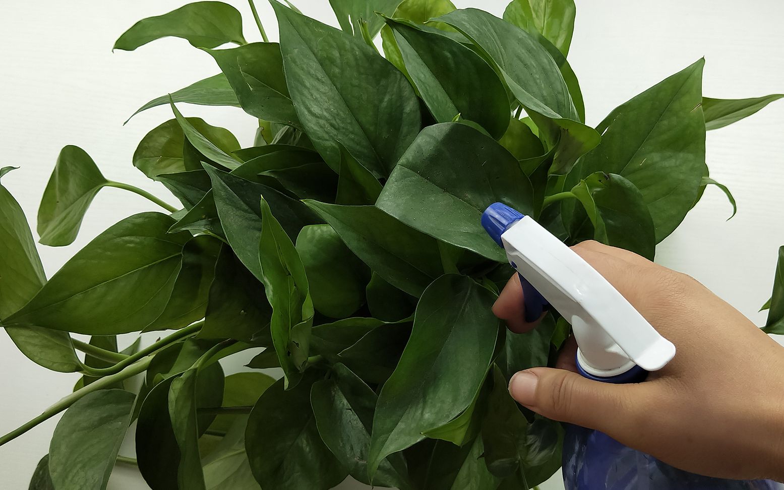 用这2种水浇绿萝,不用施肥不用打药,保证绿萝颗颗爆盆,真棒