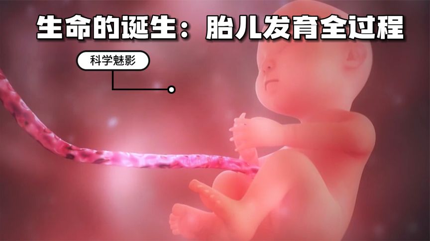 生命的诞生真的很神奇:从“蝌蚪”到一个完整的生命! #科普