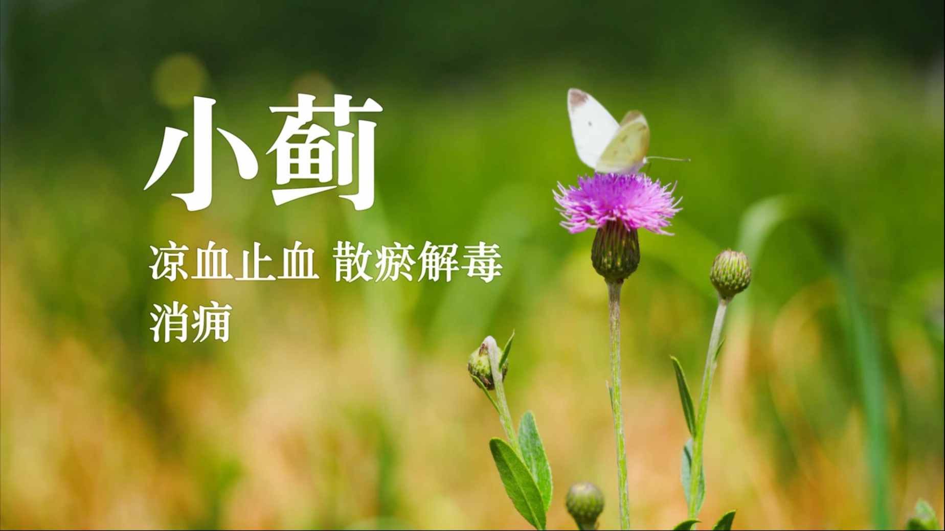 【小蓟】刺儿菜,一定要认识的止血药!