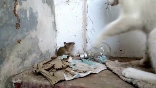 白猫玩弄小老鼠,猫和老鼠毕竟是动画片