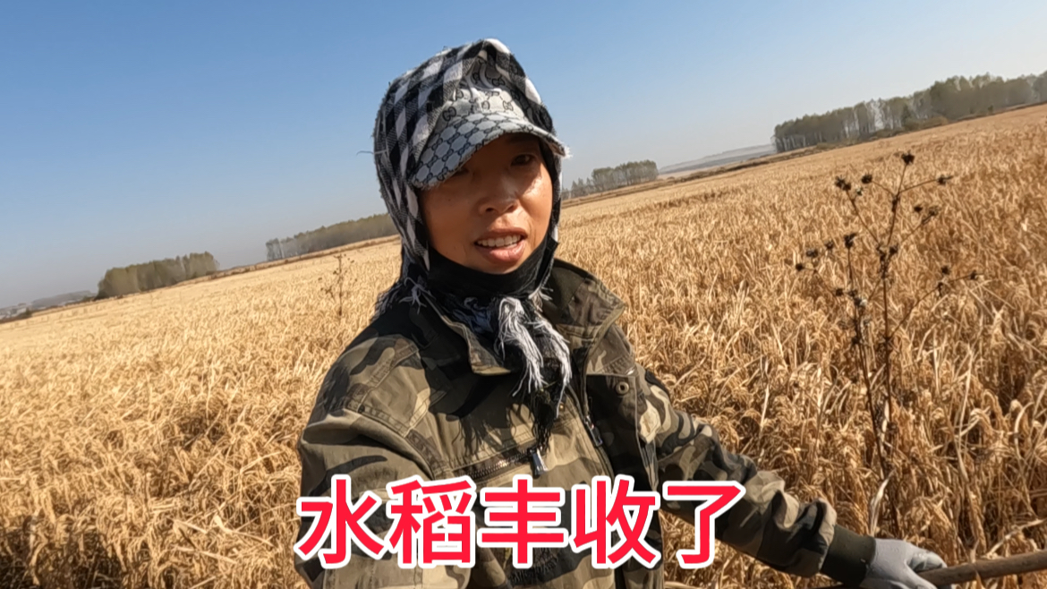 金黄的稻子成熟了,堂弟家割水稻,两台机器一起收场面真壮观