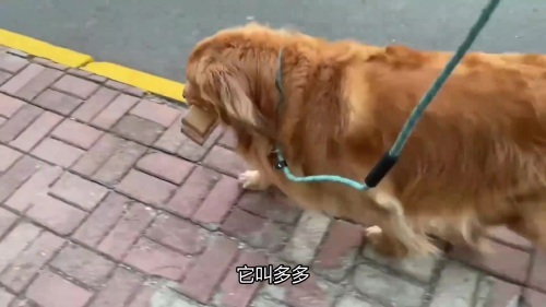 金毛闻到饭香瞬间拿起碗,主人却调侃喝狗肉汤,狗子的神情完全颠覆了...