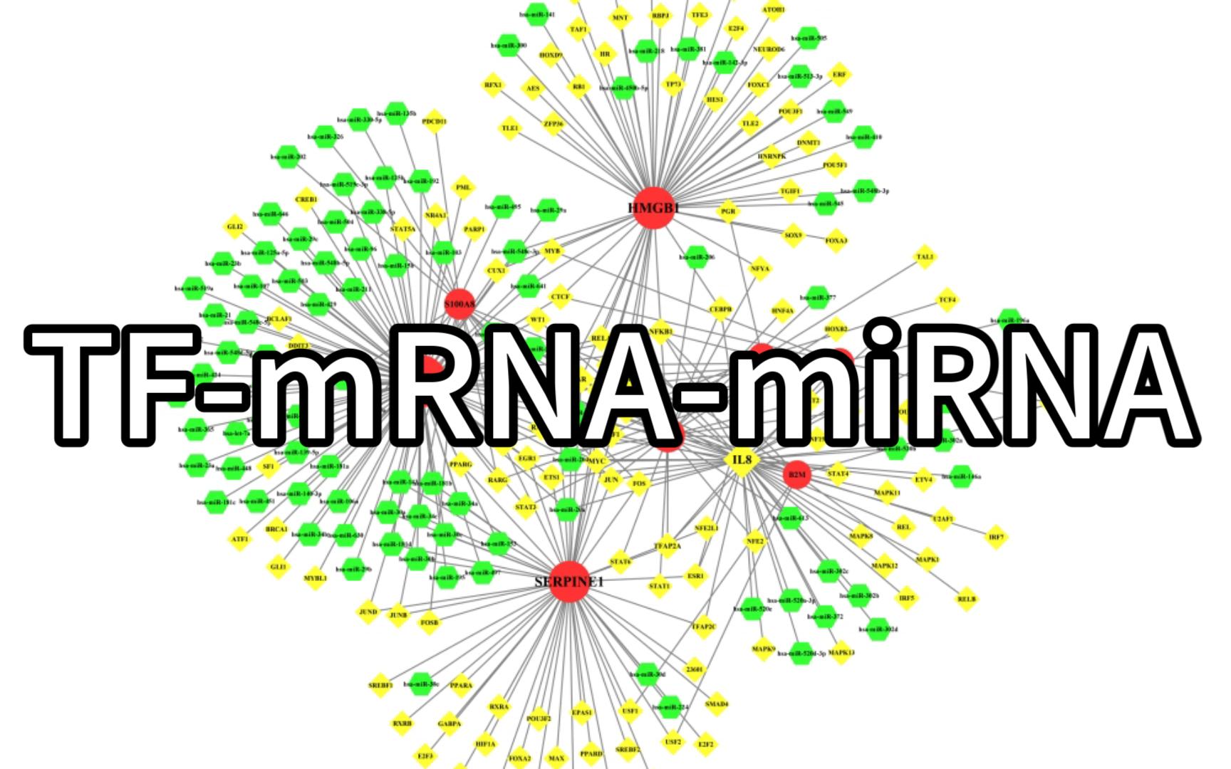 ...miRNA调控网络(利用TRRUST和Mirwalk网站)并用Cytoscape作图