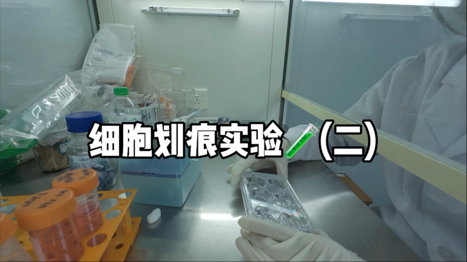 细胞实验|细胞划痕/伤口愈合