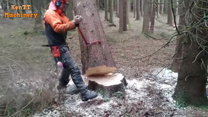 这种方式砍伐树木,快速省力