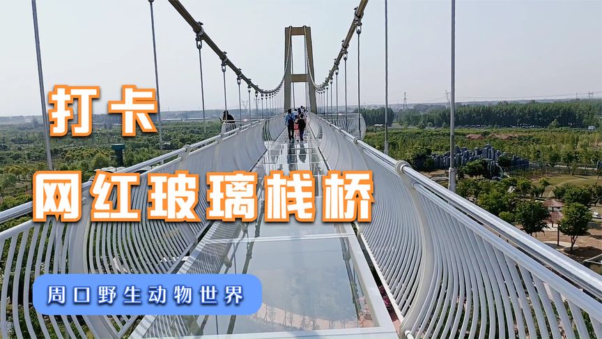 打卡周口野生动物世界网红玻璃栈桥,看看森林剧场和动物大会演出