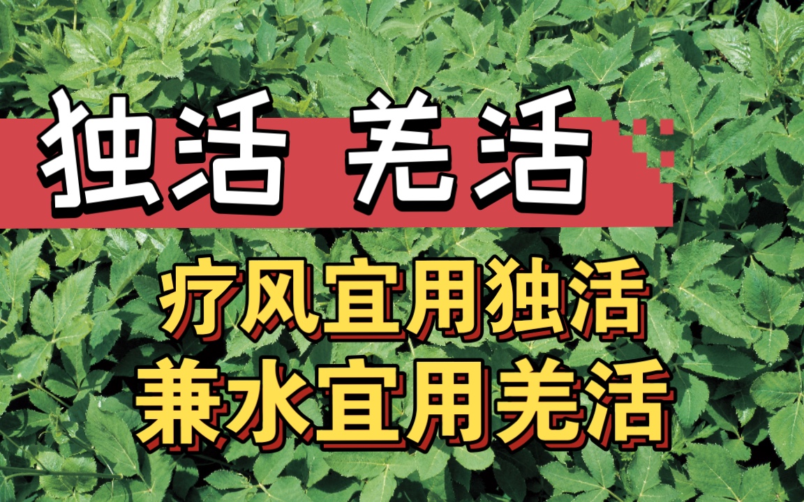 学习中草药——独活 羌活(疗风宜用独活,兼水宜用羌活)