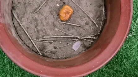 中草药成长日记之灵芝