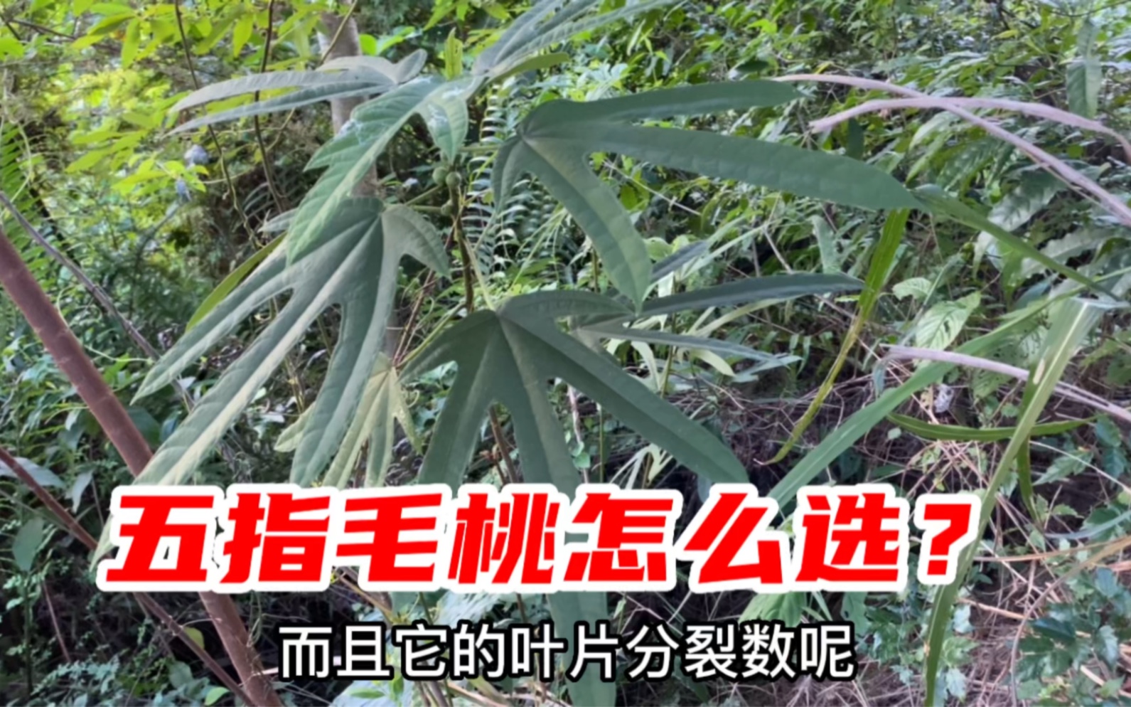 五指毛桃又称“广东人参”,作用厉害了,该如何选购呢?一起了解