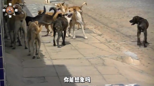 十只狗围着母狗献媚,打架原因竟大曝光!