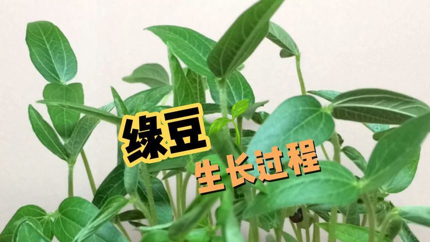 绿豆15天ߌ�生长过程