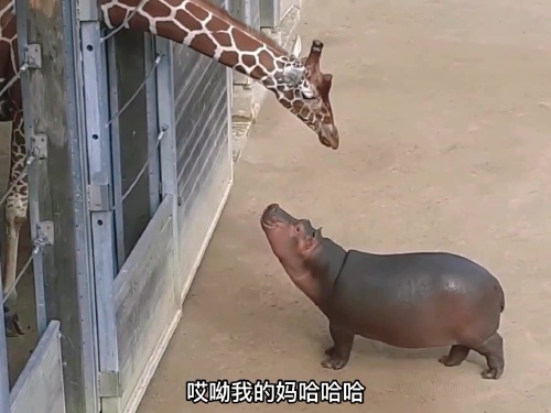 小河马交朋友!搞笑配音