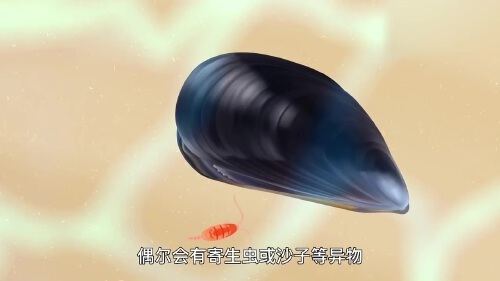 你知道珍珠是怎么形成的吗这就是