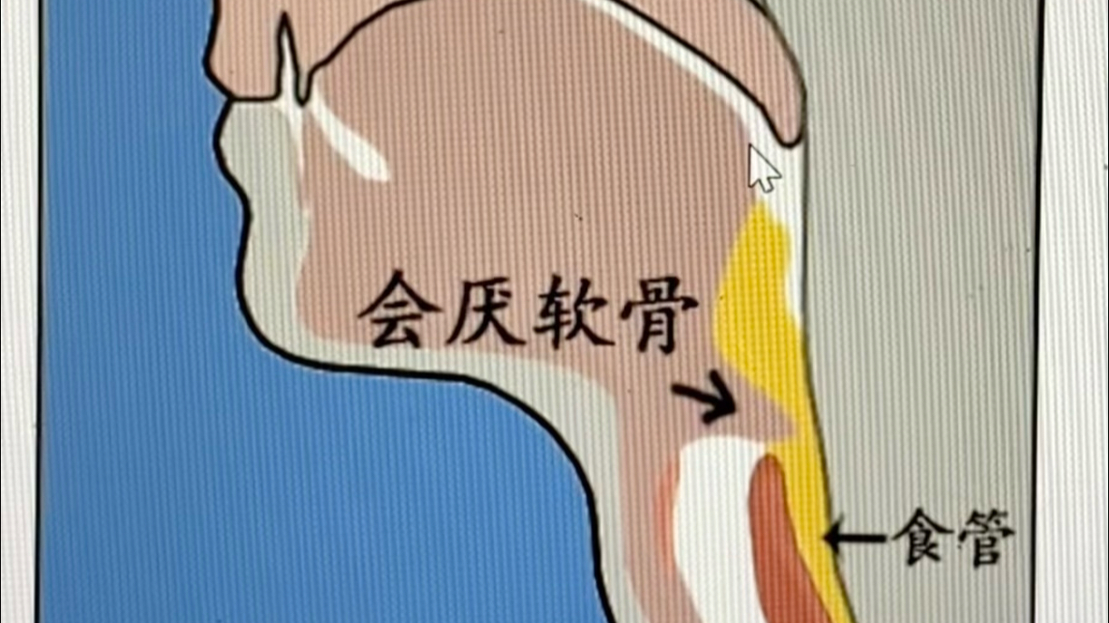 食管 气管