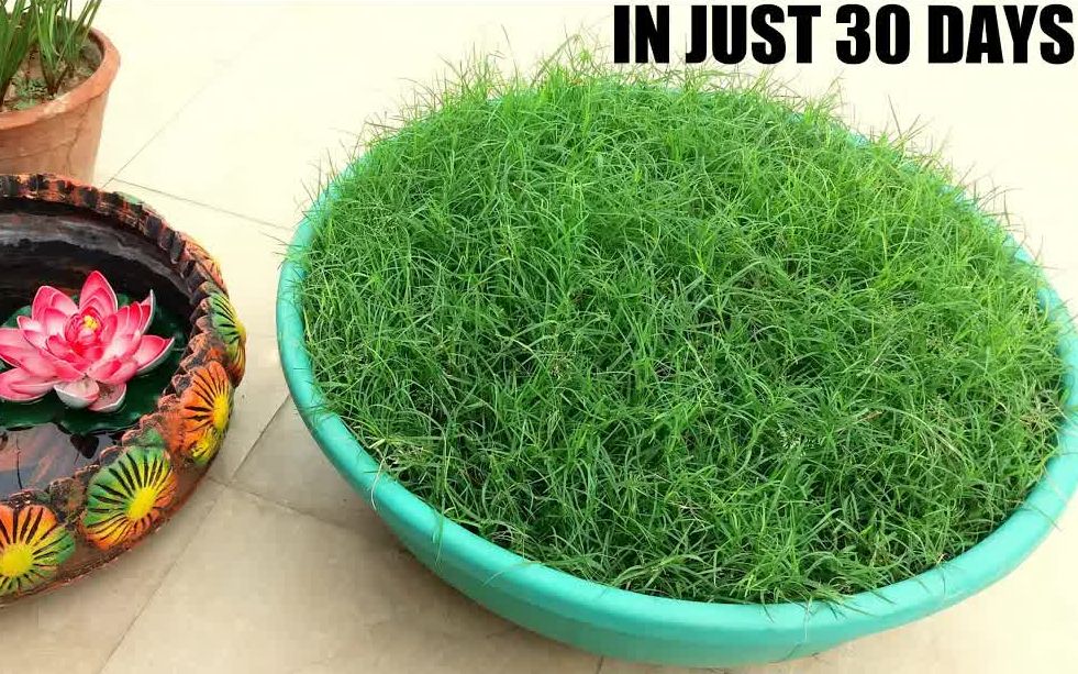 适合家庭种植的花草树木,附带种植技术