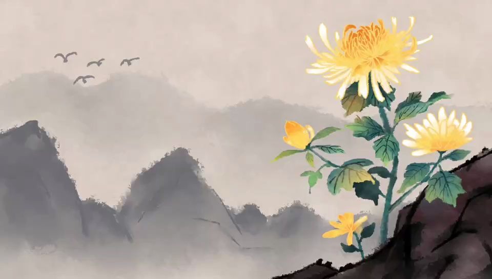 【麻塘中药——菊花的功效】