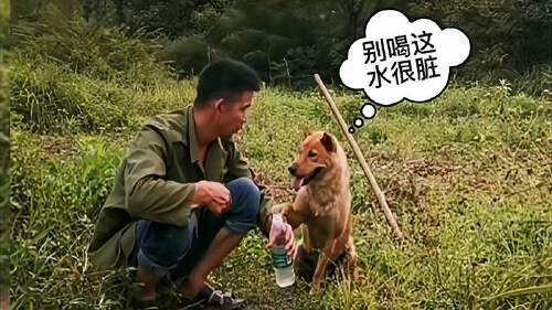 神犬驾到!洗衣取快递样样精通,这哪是狗简直是全能管家