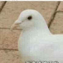 我变成鸽子啦 