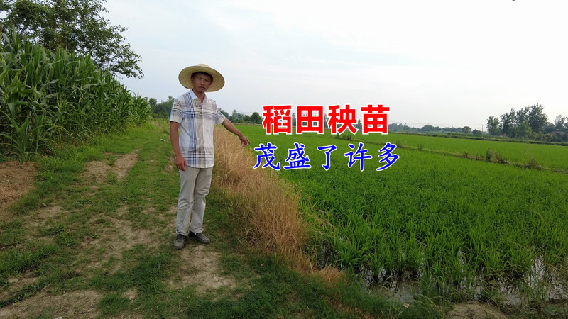 农村水稻机插秧,20多天秧苗,土地肥沃长势旺盛