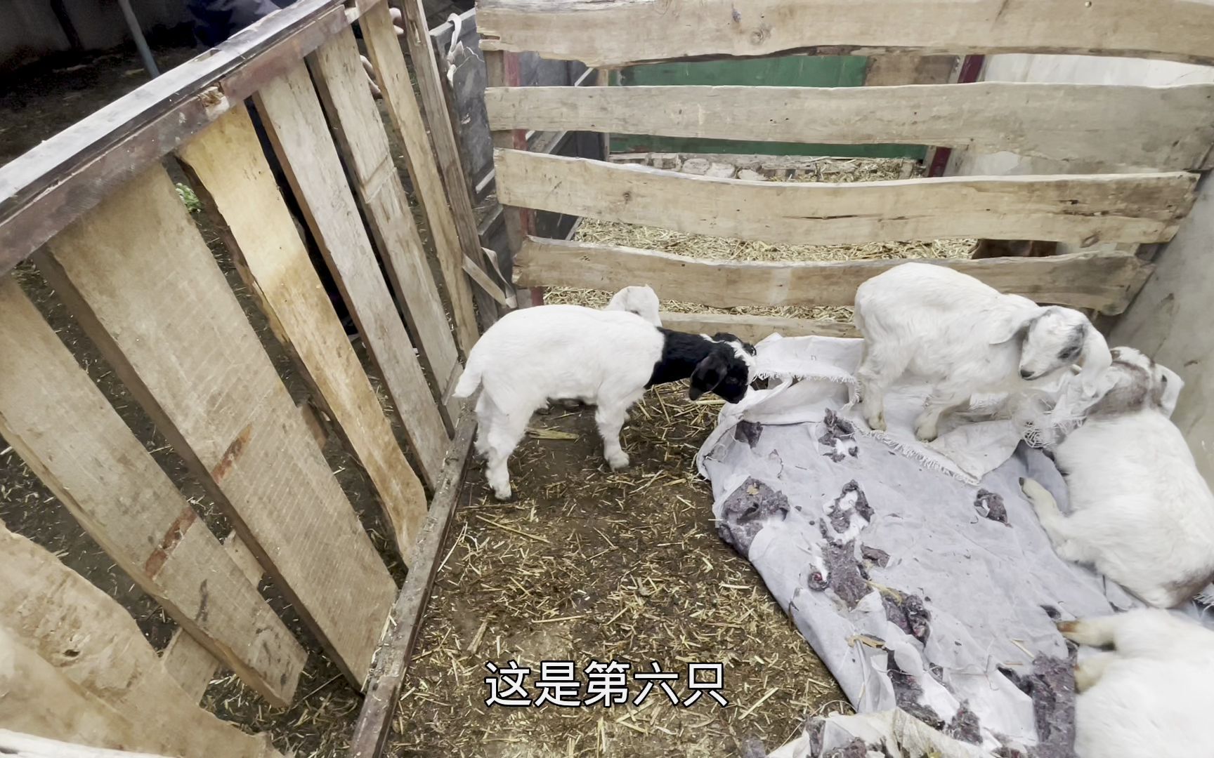 农村老师傅用失传手艺阉割羊,三分钟骟一只小公羊,这手法够专业