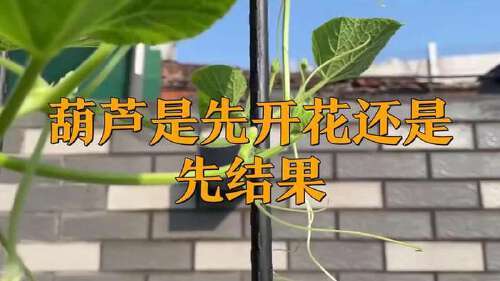葫芦生长之谜:先开花还是先结果?揭秘植物神奇顺序