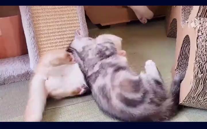 你知道你睡了之后,猫猫都会什么吗?