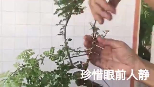 老师傅新买回来的小叶黄杨盆景,看他怎么铝丝攀扎与修剪造型的?