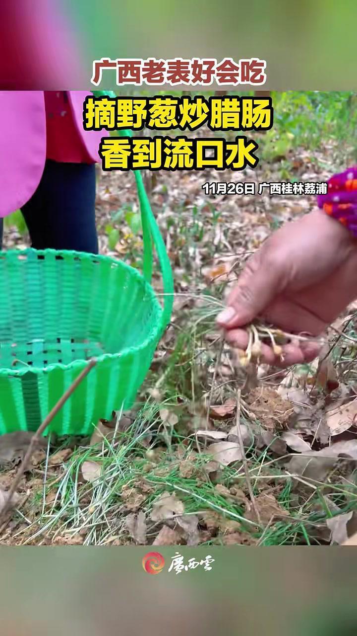 广西老表好会吃!11月26日,桂林荔浦,一名网友摘野葱炒腊肠,香到流...