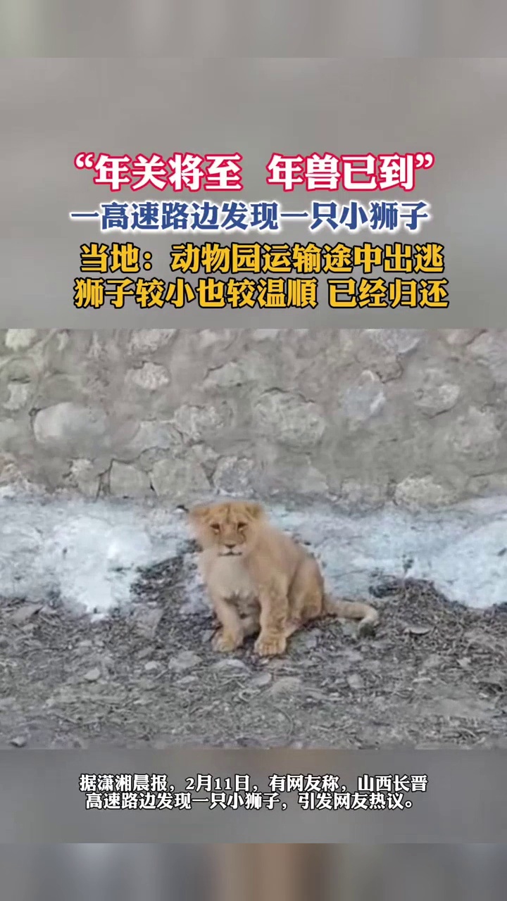 山西一高速路边发现一只小狮子,当地:动物园运输途中出逃
