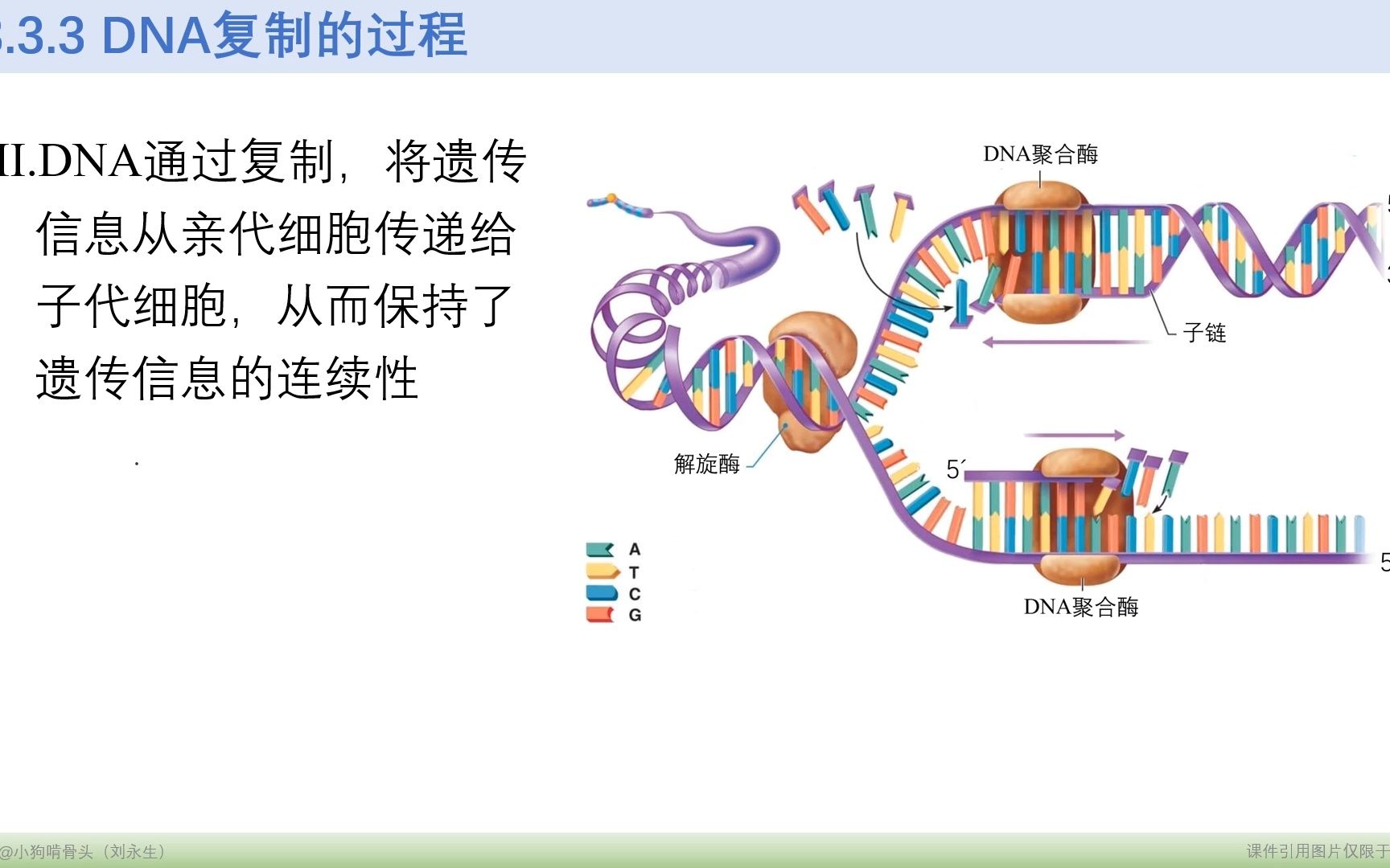 2.3.3 DNA的复制第二部分
