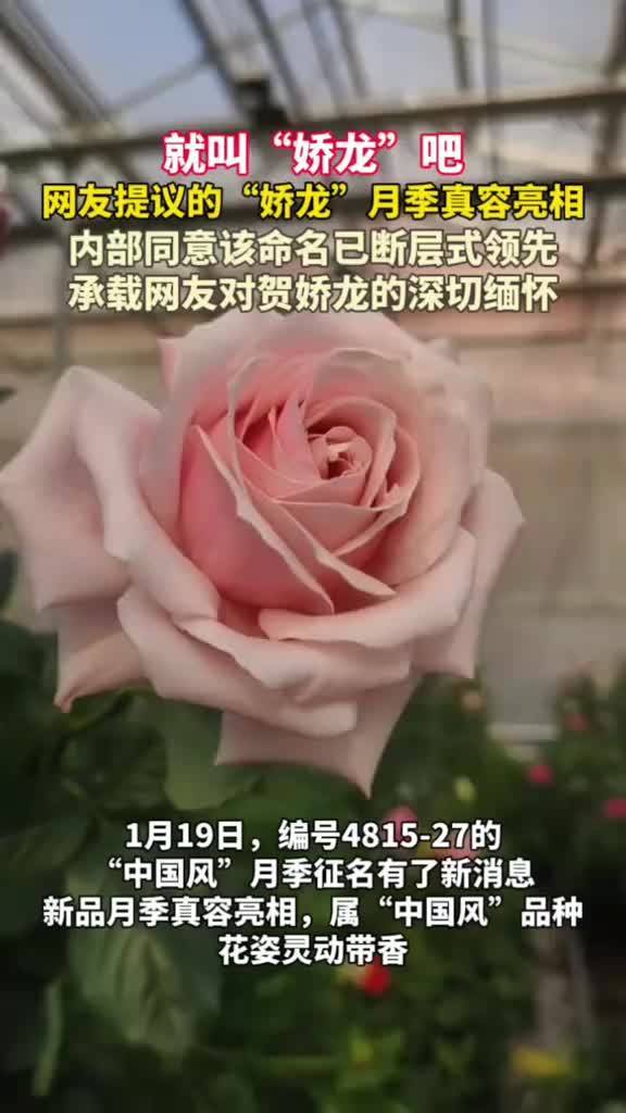 就叫"娇龙"吧,网友提议的"娇龙"月季真容亮相