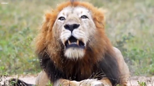 狮王惨遭抢地,咆哮得像个失落的宝贝