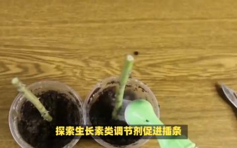 实验18:探索生长素类调节剂促进插条生根的最适浓度