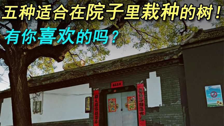 五种适合在院子里栽种的树,方便打理寓意好,有你喜欢的吗?