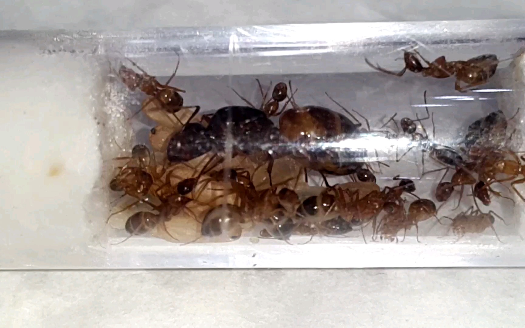 如何做一个双室试管巢安装 蚁后和年轻蚁群-教程