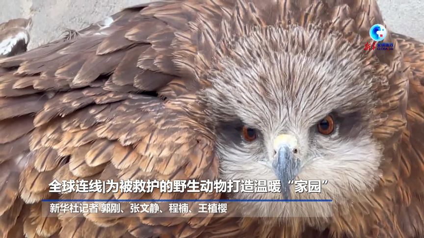 全球连线|为被救护野生动物打造温暖“家园”