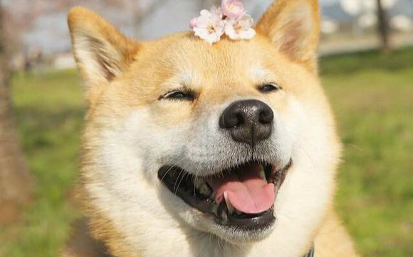 【Begin Japanology】【文化】日本狗狗【英语中字】【背锅字幕组】