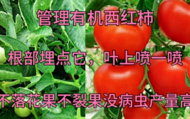 管理有机西红柿,地里埋一埋,喷一喷,西红柿不裂果没病虫害产量高