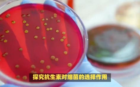 实验16:探究抗生素对细菌的选择作用