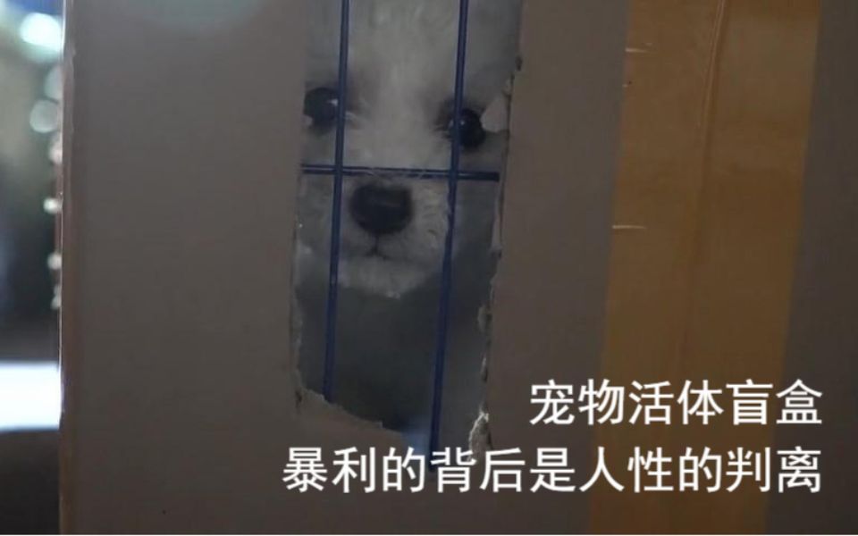 【现场直击】9块9包邮的宠物活体盲盒,暴利的背后是人性的判离