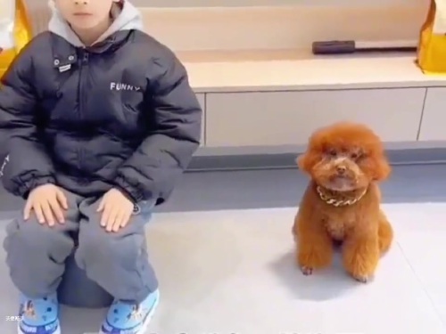 萌翻!狗界"熊孩子"模仿达人秀!