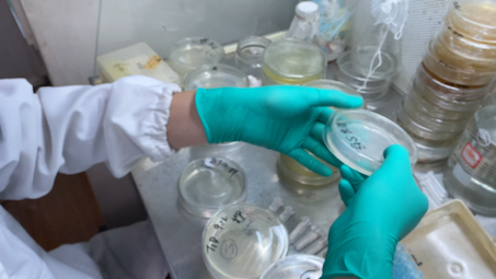 基本操作系列|05 单菌落的分离、纯化