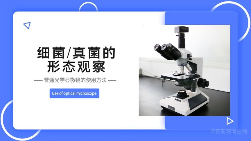 细菌真菌的形态观察——光学显微镜的简单使用