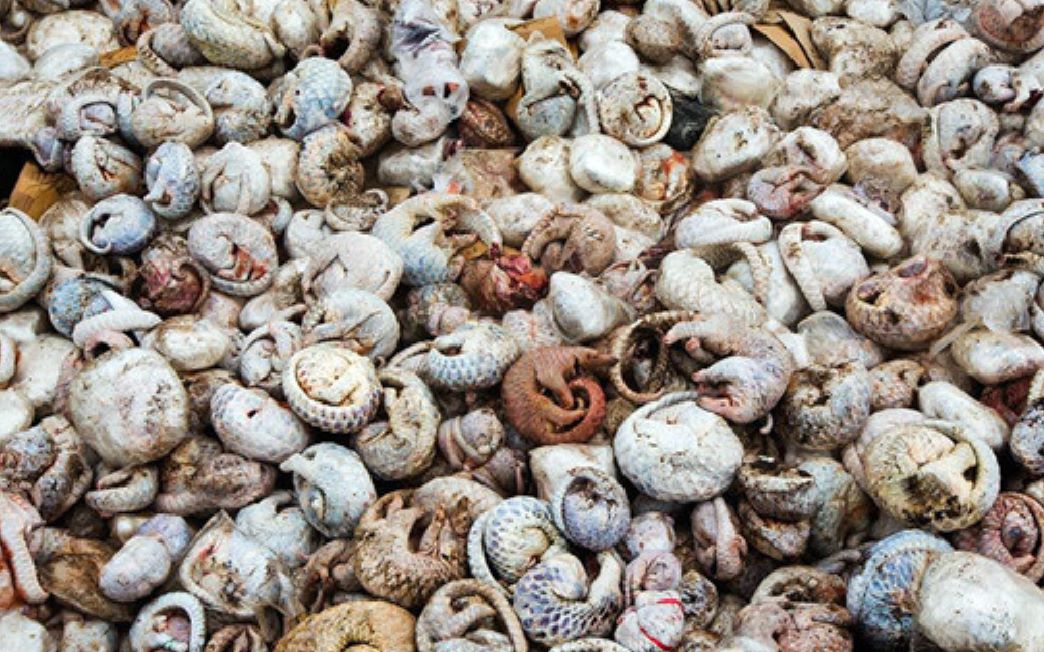 这种动物因为有很高的药用价值,导致人类大量捕杀,成为了稀有动物!