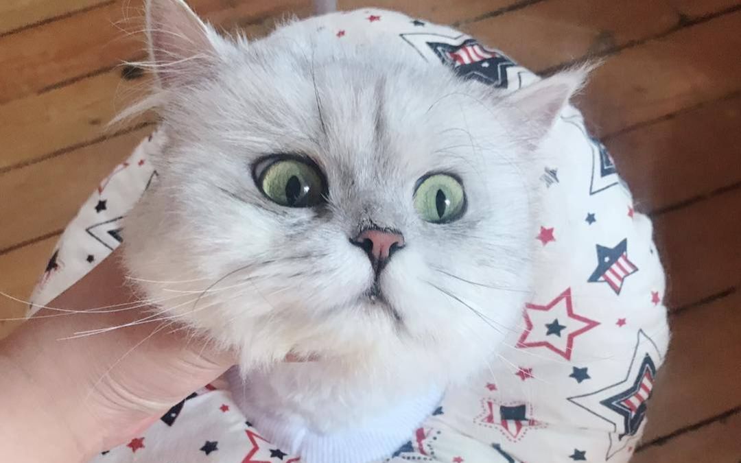 宠物命运如何与品种无关,与遇到是否负责的主人有关