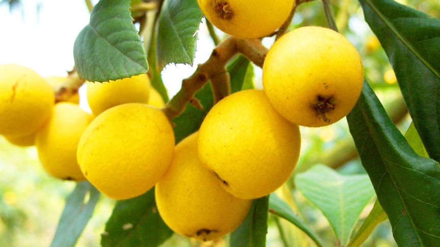 农业知识汇:将实用的桃树的种植方法,分享给大家,简单易会