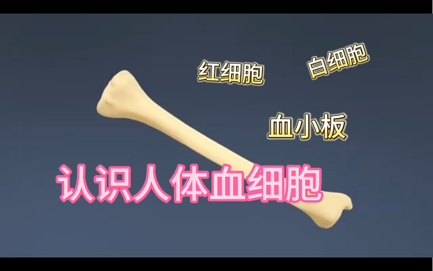 人体血细胞是怎样生成的?带你认识造血系统