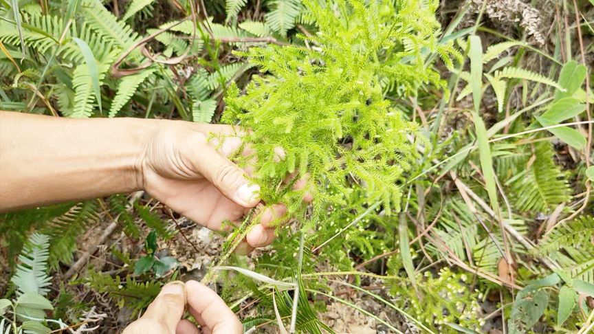 农村大叔去山里帮朋友采伸筋草,它有很高的药用价值,你认识吗